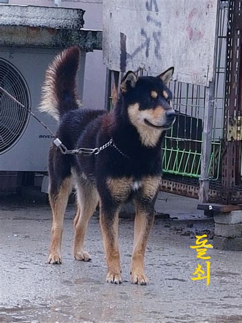 진돗개 네눈박이 블랙탄 Band