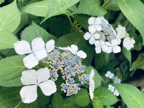 加藤侑紀さんのインスタグラム写真 加藤侑紀instagram「紫陽花季節來了😉日文是【阿雞塞ajisai】喔～我的喜歡的花排行榜上排在