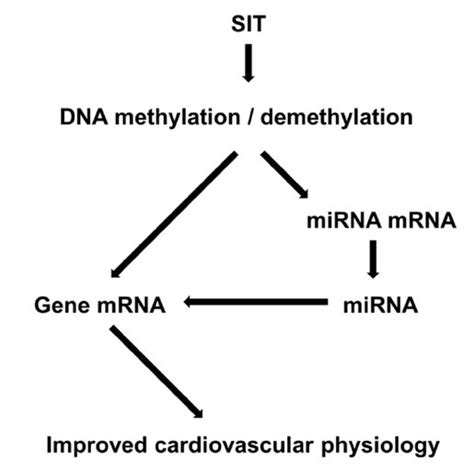 Gene And MiRNA Expression Changes Caused By Exercise Download Scientific Diagram
