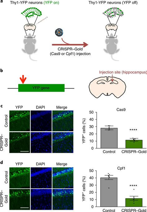 Yfp Expression Is Efficiently Reduced In The Neurons Of The Mouse Brain