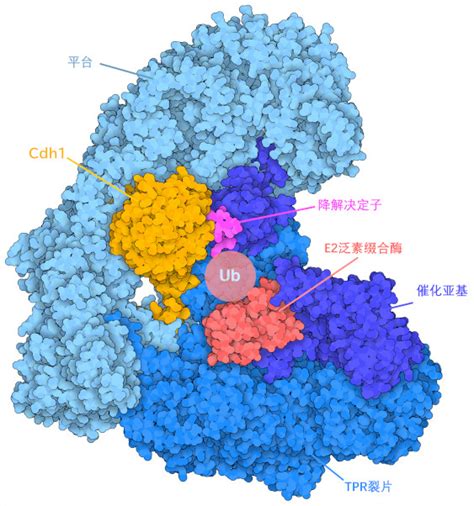后期促进复合物细胞周期体 Anaphase Promoting Complex Cyclosome 当月的分子 Pdbj 入门