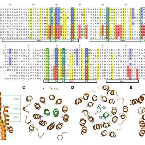 A Multiple Species Sequence Alignment Of The A And B Stator Download Scientific Diagram