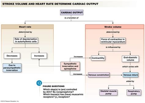 Lecture 12 Control Of Cardiac Output Flashcards Quizlet
