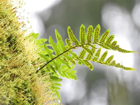 Texas A Birding Nexus Conservation Catalyst