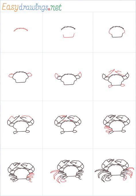 How To Draw A Crab Step By Step [12 Easy Phase]