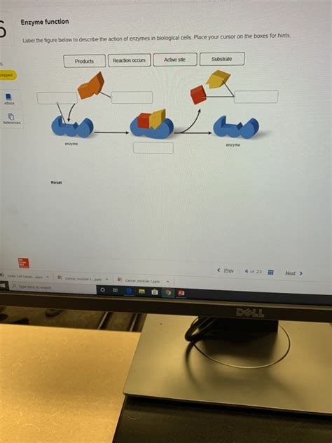 Solved Enzyme Function Label The Figure Below To Describe