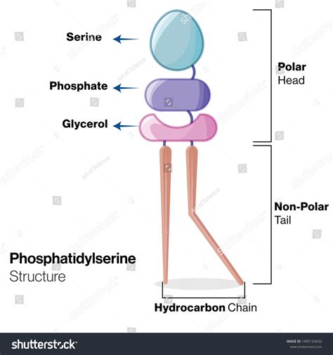 Phosphatidyl Serine Over 8 Royalty Free Licensable Stock Illustrations And Drawings Shutterstock