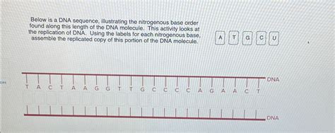 Solved Below Is A Dna Sequence Illustrating The Nitrogenous