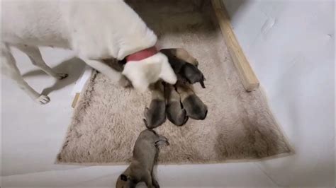 우리 엄마 맞아요 다른 암컷의 침입자 Youtube