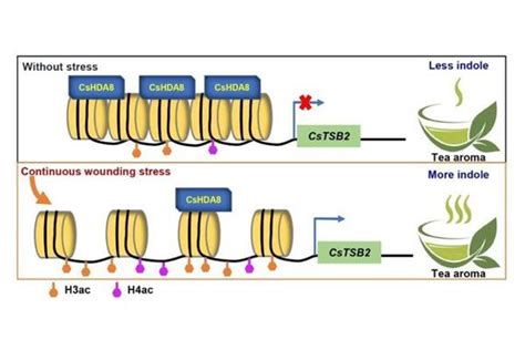 广州生物院组成功设计新型结构蛋白去乙酰化酶抑制剂 在学网