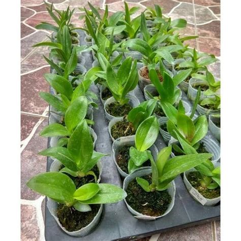 Jual Paket Anggrek Dendrobium Seedling Shopee Indonesia