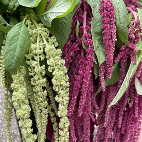 Amaranthus The Flower Express