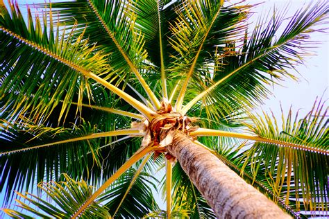 Фото Пальма, вид снизу