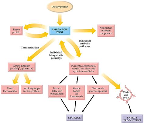Chapter 11 Amino Acid Metabolism Bs2003 Biochemistry Ii