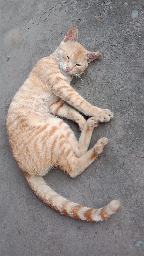 小橘猫z932612385 站酷zcool