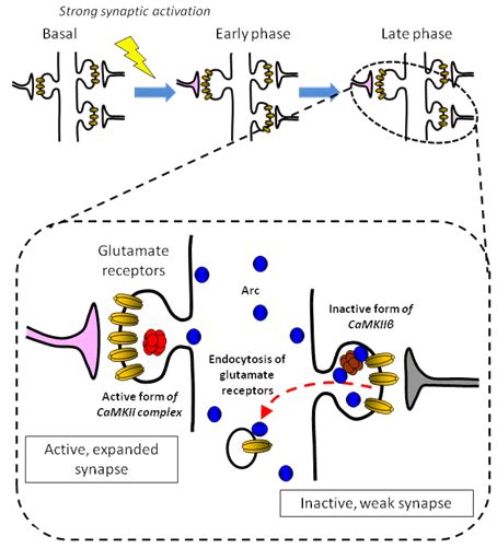 The Law Of The Synapses Punishing The Weak To Maintain Strong Synapses