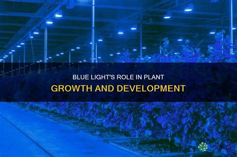 Blue Lights Role In Plant Growth And Development Shuncy