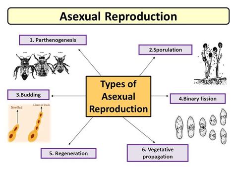 Common Types Of Asexual Reproduction Porn Sex Picture My Xxx Hot Girl