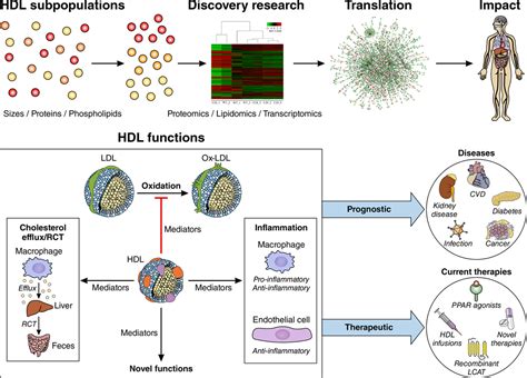 Hdl In The 21st Century A Multifunctional Roadmap For Future Hdl