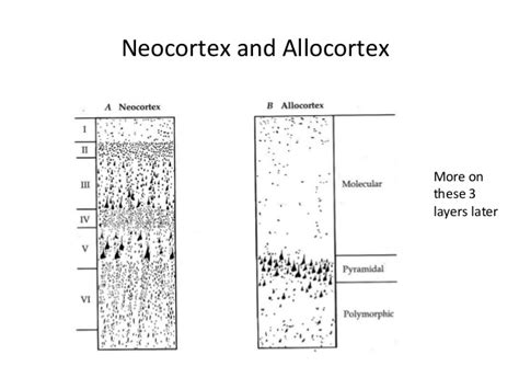 Neuroscience Is The Six Layer Cortex Model Of The Mammalian Cortex