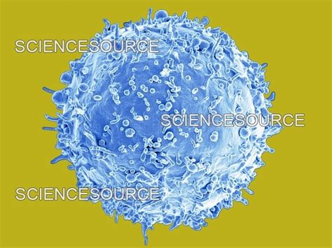 Human B Lymphocyte Scanning Electron Stock Image Science Source Images