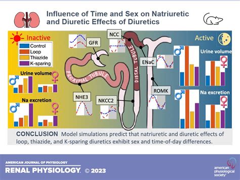 How Do Diuretics Work Quizlet At Judy Acosta Blog How Do Diuretics Work Quizlet At Judy Acosta Blog