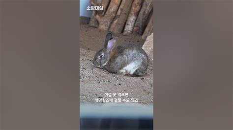토끼가 매일 똥을 먹는 이유 Shorts 소탐대실 Youtube