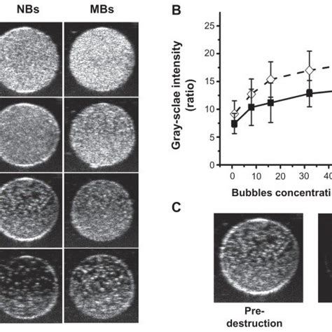 Particle Size And Morphology Of The Nanobubbles The Diameter