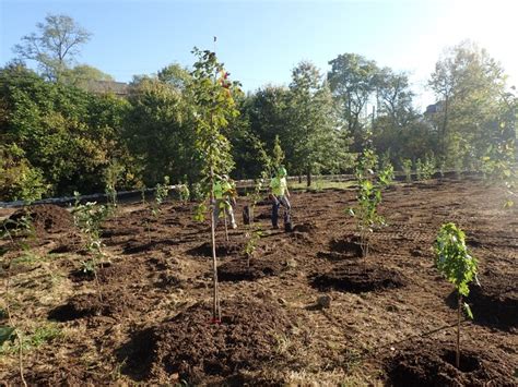 Riparian Forest Buffer Tree Maintenance At Pennsylvania Disposal Site
