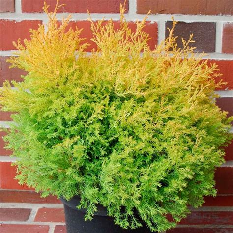 Туя западная Рейнголд (thuja occidentalis Rheingold)