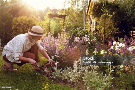 여름 정원에서 일하는 여성 정원사 꽃이 만발한 Stachys와 모란이 있는 화단 원예에 대한 스톡 사진 및 기타 이미지 원예 앞마당 또는 뒷마당 여자 Istock