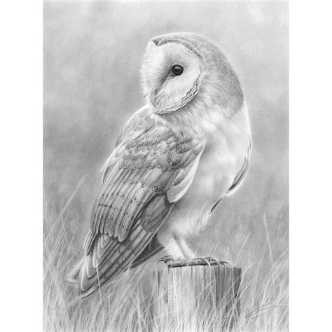 Realistic Barn Owl Drawing