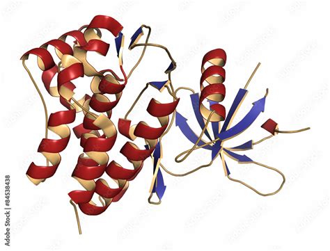 Janus Kinase 1 Protein Part Of Jak Stat Signalling Pathway Stock Illustration Adobe Stock