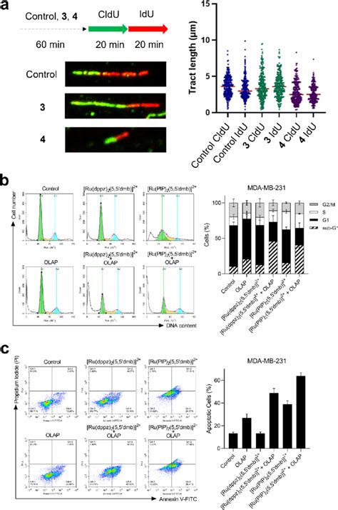 A Left A Dna Fiber Assay Scheme Mda Mb 231 Cells Were Treated With