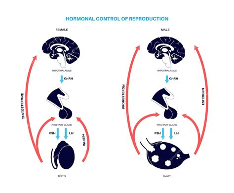 Premium Vector Hormonal Control Of Male And Female Reproduction