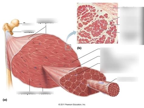 Connective Tissue Coverings Of Skeletal Muscle Diagram Quizlet
