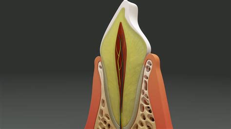 인간의 치아 해부학 3d 모델 69 Ma Obj Unknown Free3d