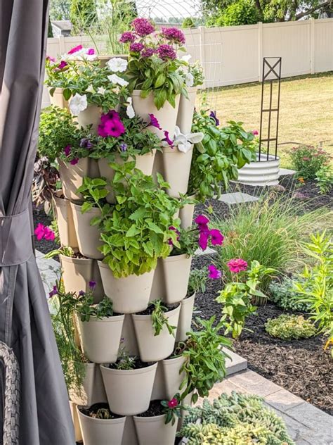 Learn How To Propagate Basil From Cuttingsnever Buy Basil Again