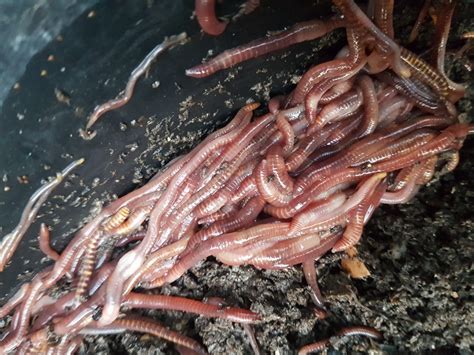 Why Are My Worms Trying To Escape