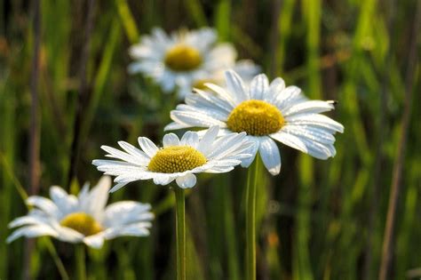 200 Free Skinny And Woman Images Pixabay