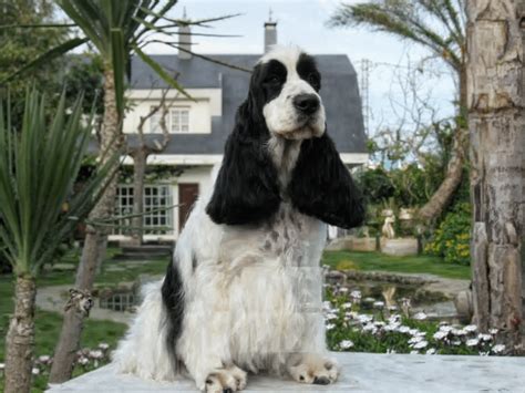 Cocker Spaniel Guía 2026 De Esta Raza De Perro