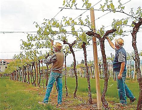 Как да предпазим комплексно лозовите растения от екскориоза Български