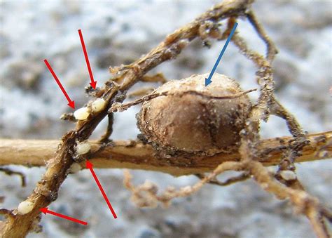 Its The Season For Controlling Soybean Cyst Nematode
