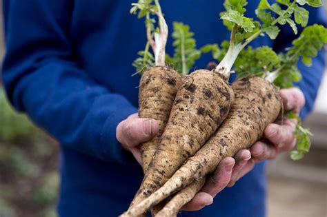 Parsnips Grow Guide