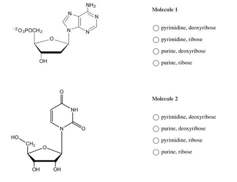 Solved Pyrimidine Deoxyribose Pyrimidine Ribose Purine