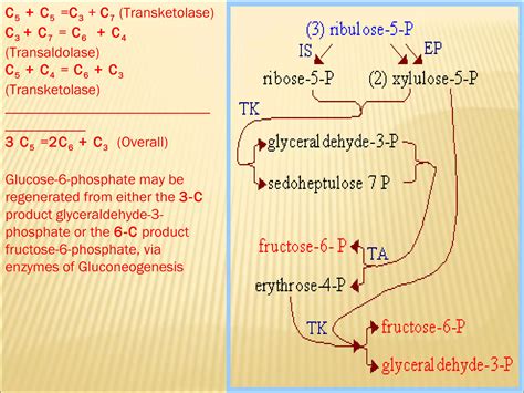 Pentose Phosphate Pathway Ppt