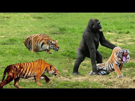 Gorilla Vs Tiger ¡tigres Y Gorilas Se Enfrentan En Plena Naturaleza