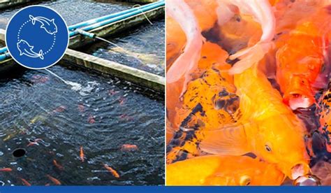 Nitrate In Water Nutrient Monitoring Ysi Nitrate