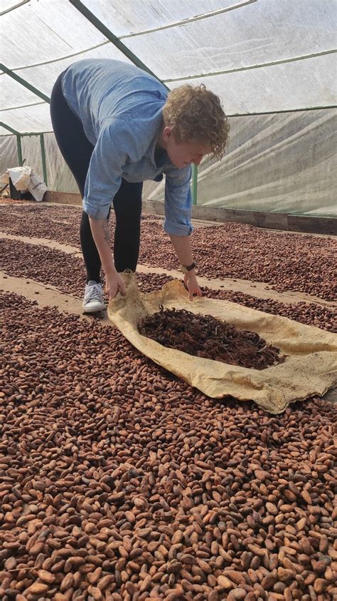 Understanding The Cacao Bean Fermentation Process Plus Cacao