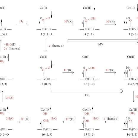 Schematic Representation Of Pathways Of O Reduction To Produce H O At Download Scientific